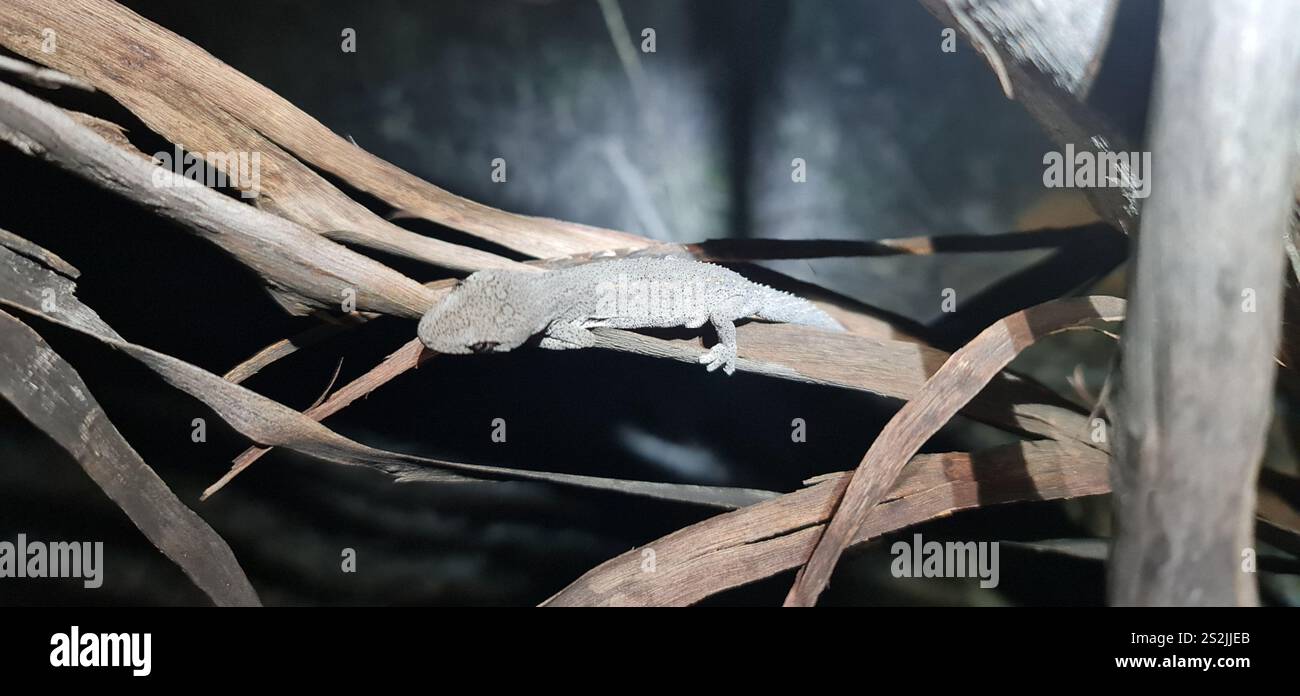 Eastern Spiny-tailed Gecko (Strophurus williamsi Stock Photo - Alamy