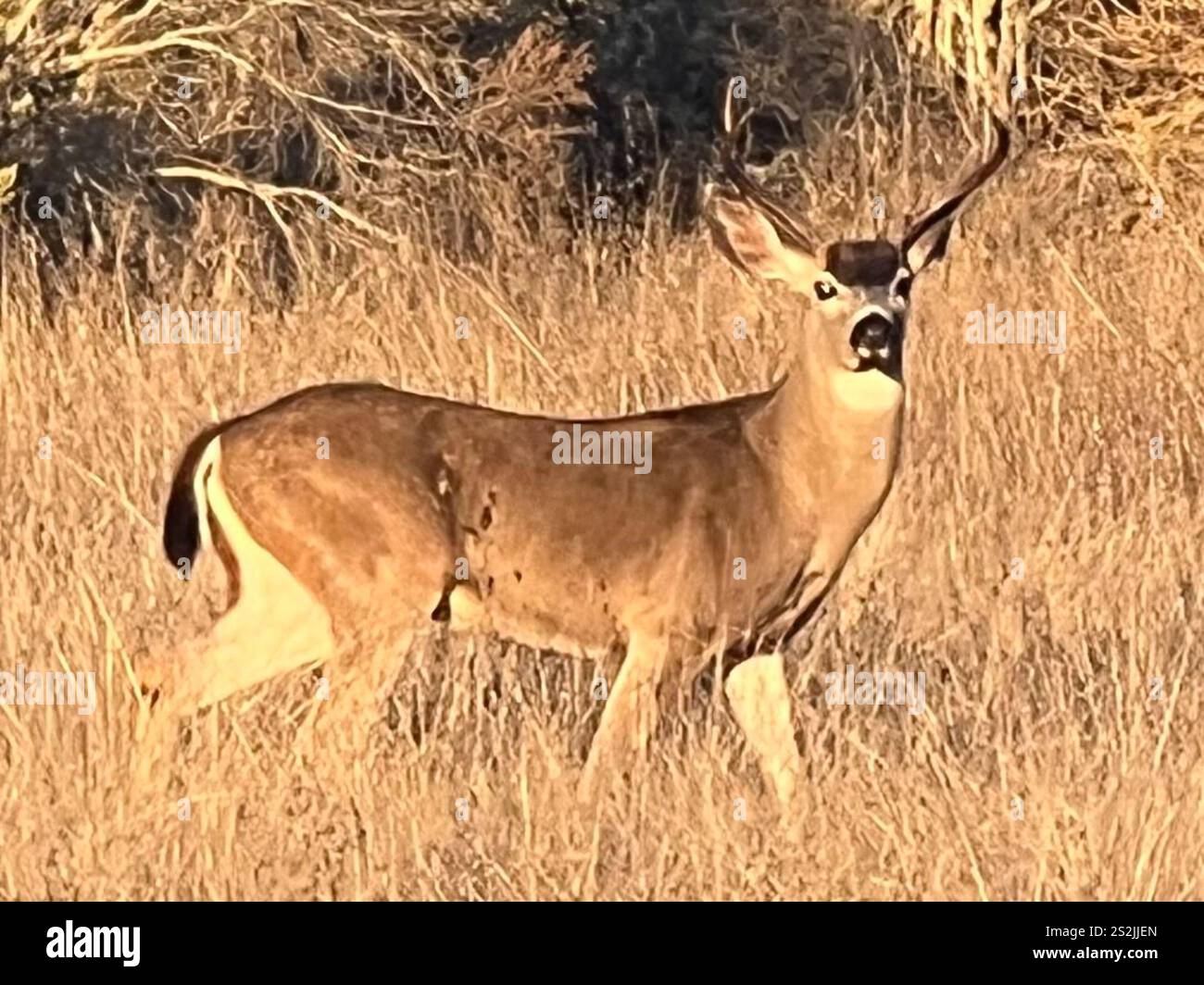 Columbian Black-tailed Deer (Odocoileus hemionus columbianus Stock ...