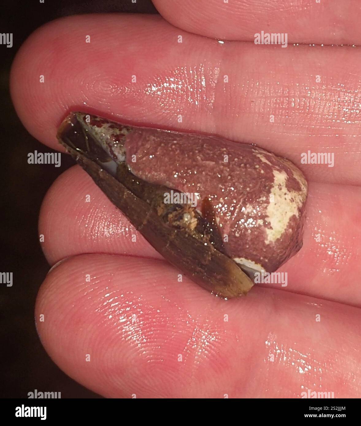 Rat cone hi-res stock photography and images - Alamy