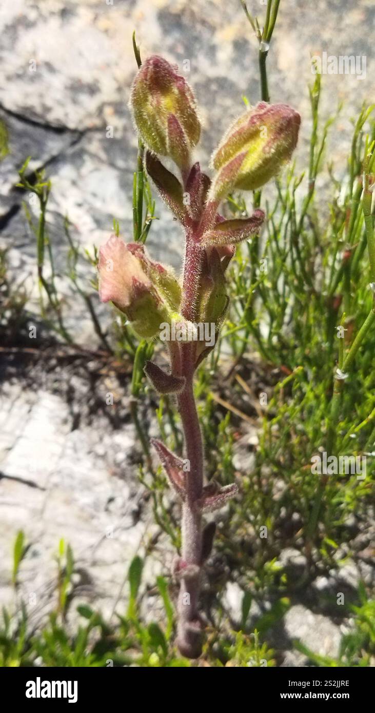 Cape Inkflower (Harveya capensis Stock Photo - Alamy