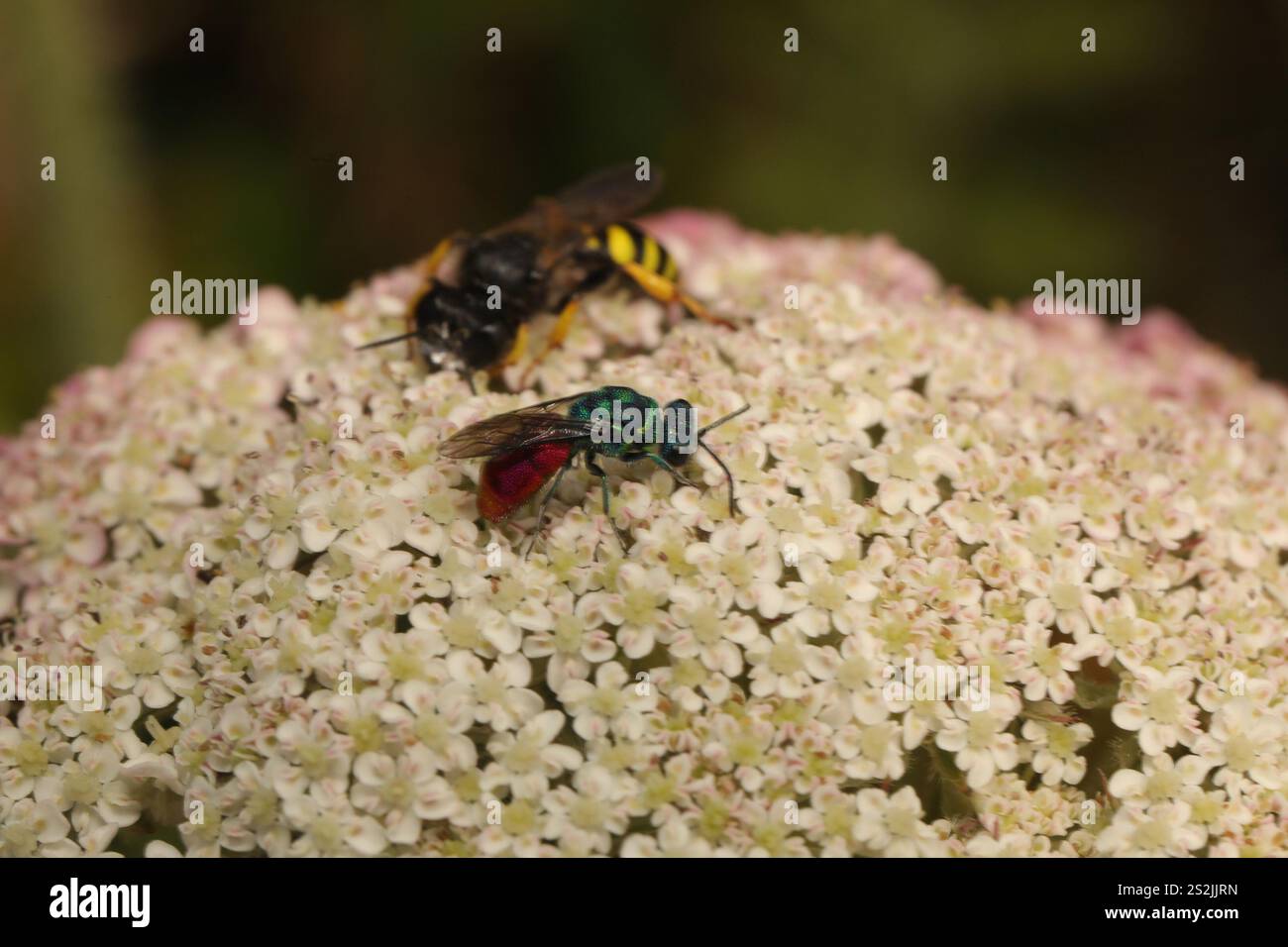Ruby-tailed Cuckoo Wasps (Chrysis ignita Stock Photo - Alamy