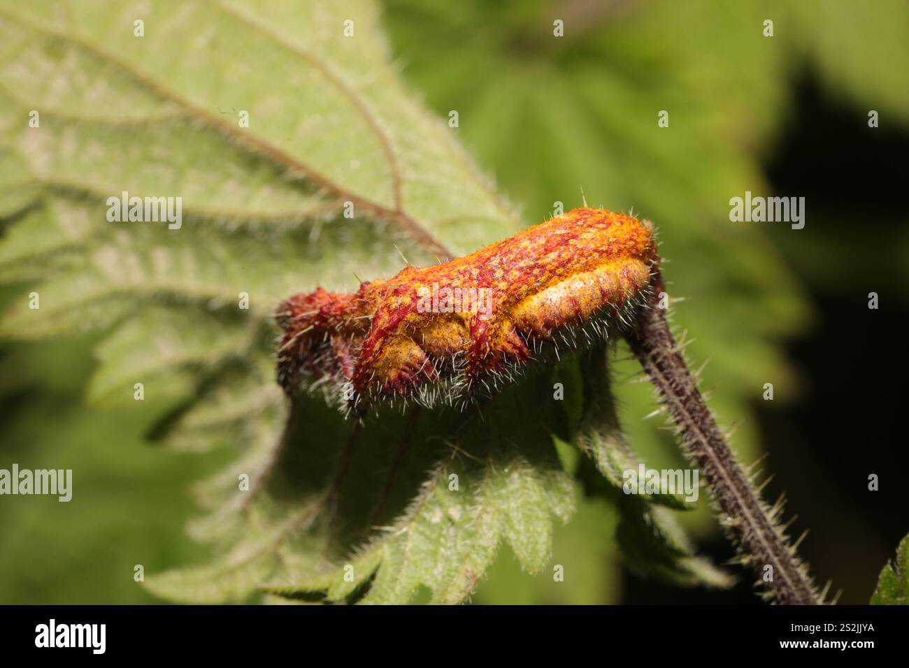 Nettle Clustercup Rust fungus (Puccinia urticata Stock Photo - Alamy