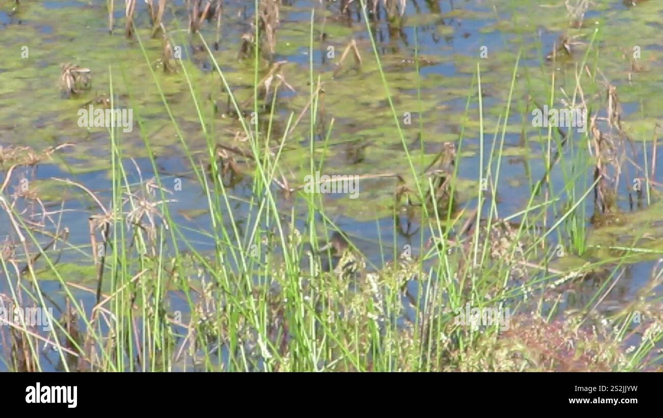 Ray-finned Fishes (Actinopterygii Stock Photo - Alamy