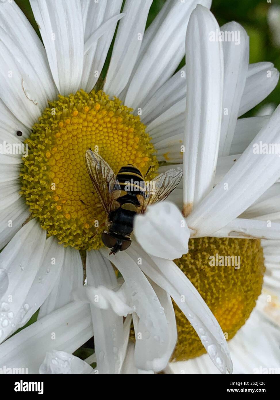 Transverse-banded Flower Fly (Eristalis transversa Stock Photo - Alamy
