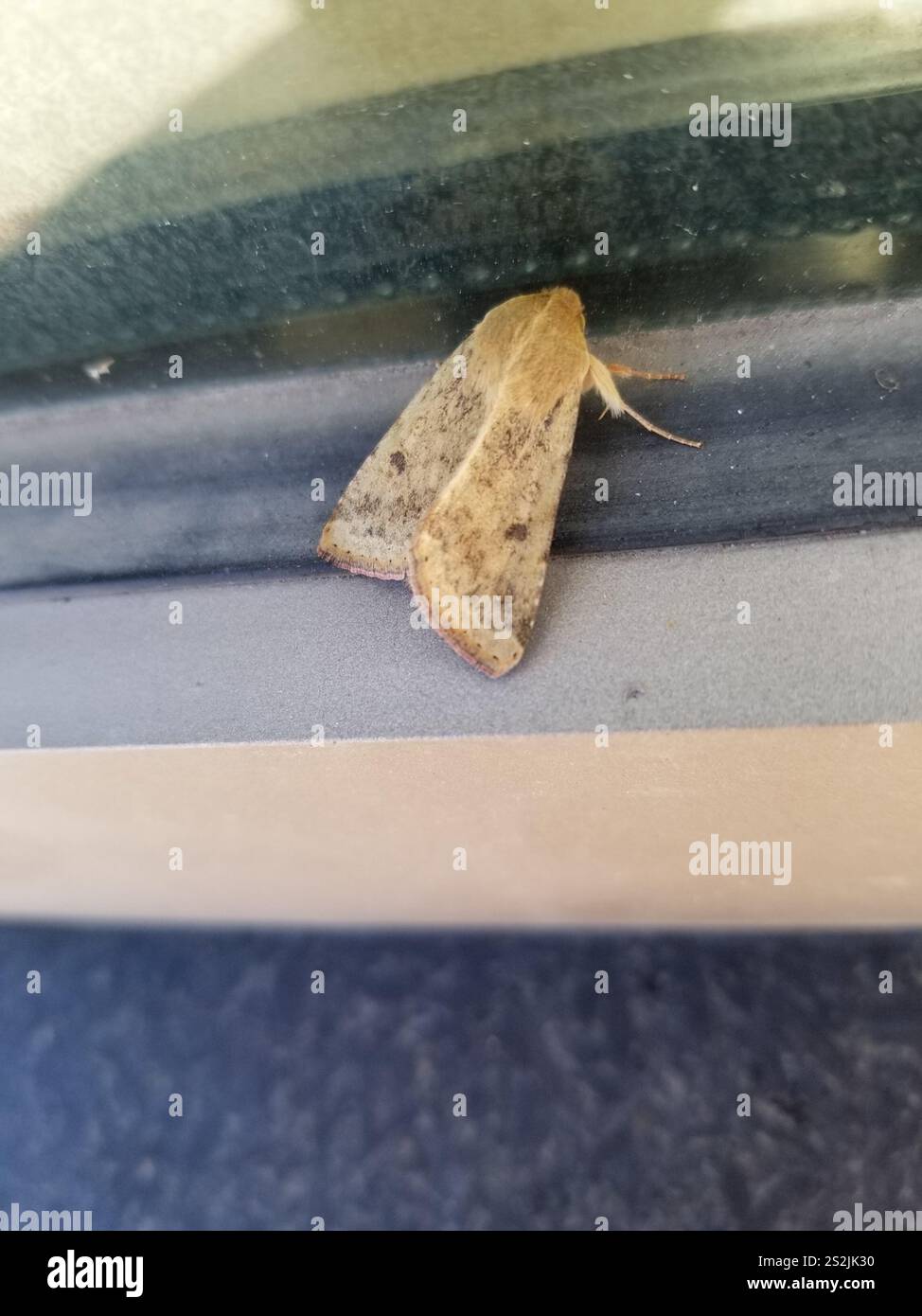 Corn Earworm Moth (Helicoverpa zea Stock Photo - Alamy