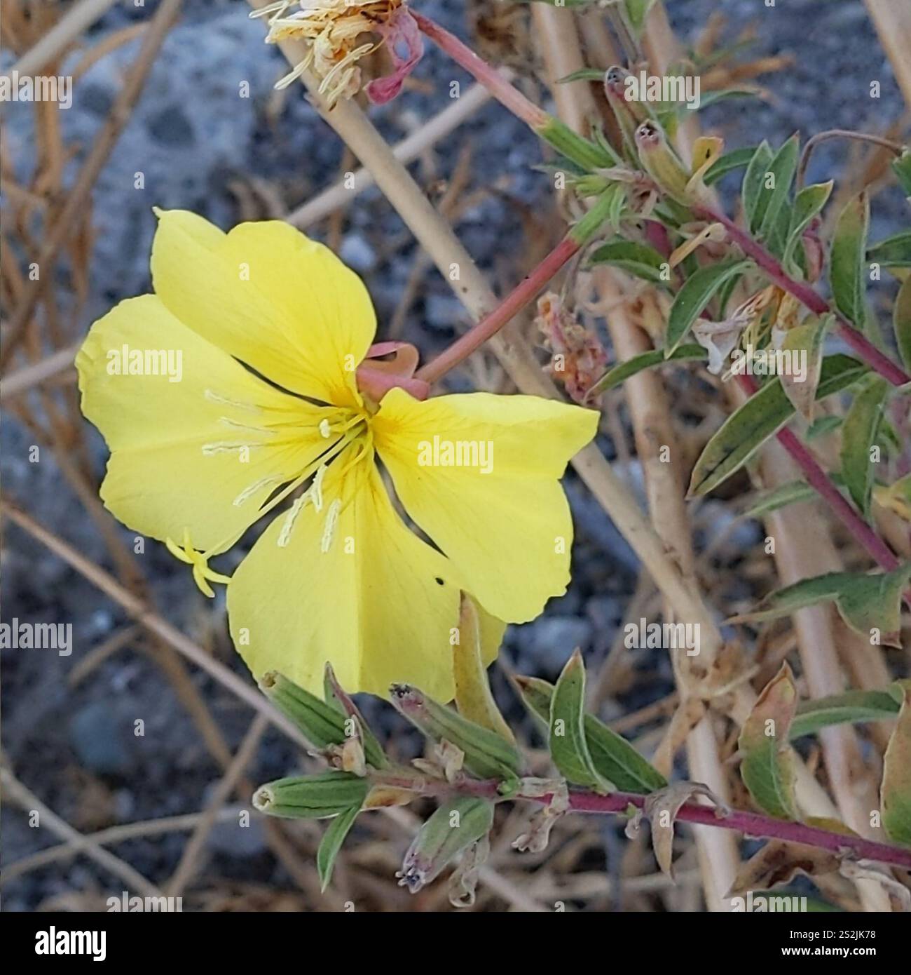 tall evening primrose (Oenothera elata Stock Photo - Alamy