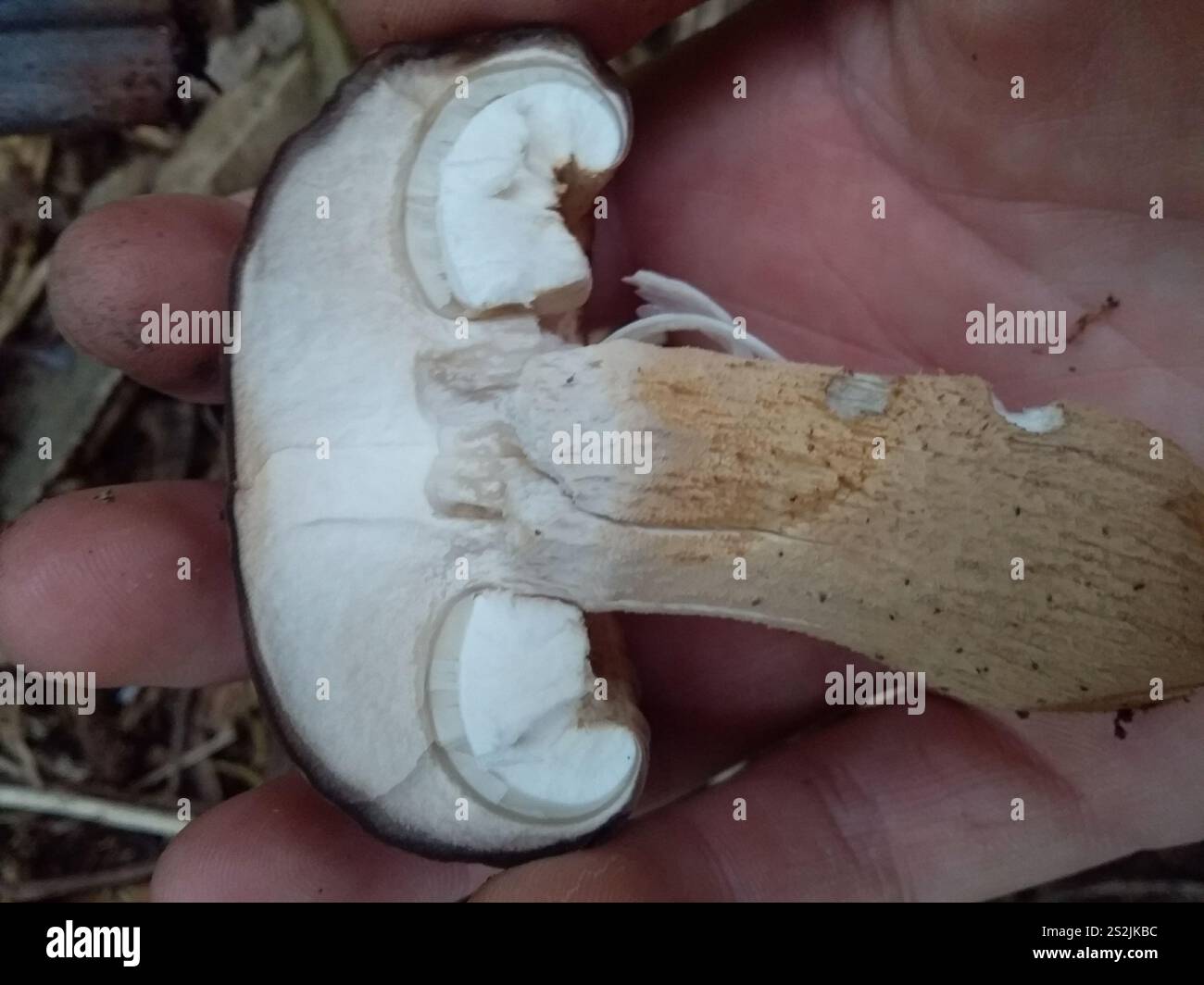 Tawaka (Cyclocybe parasitica Stock Photo - Alamy