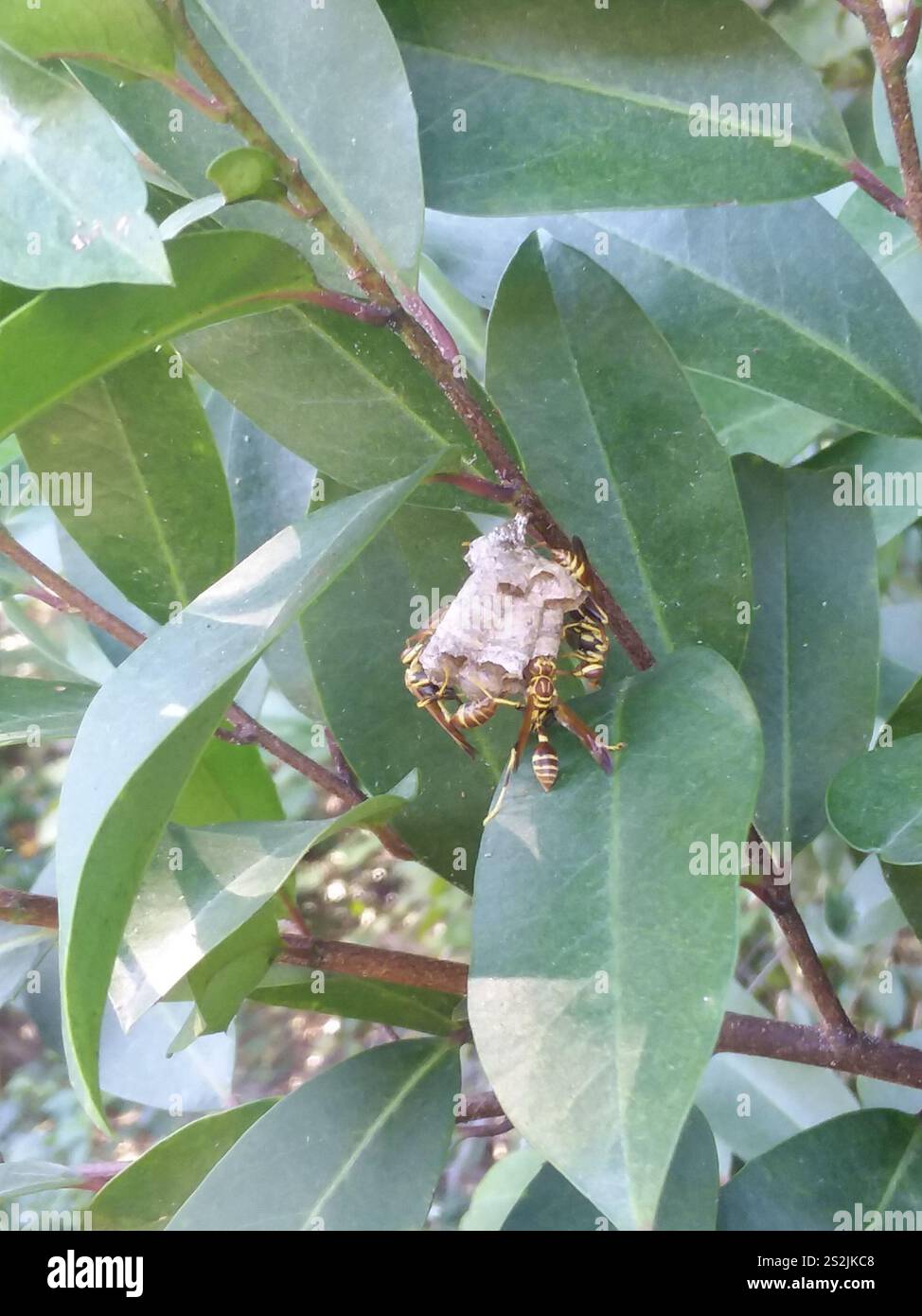 (Mischocyttarus mexicanus cubicola Stock Photo - Alamy