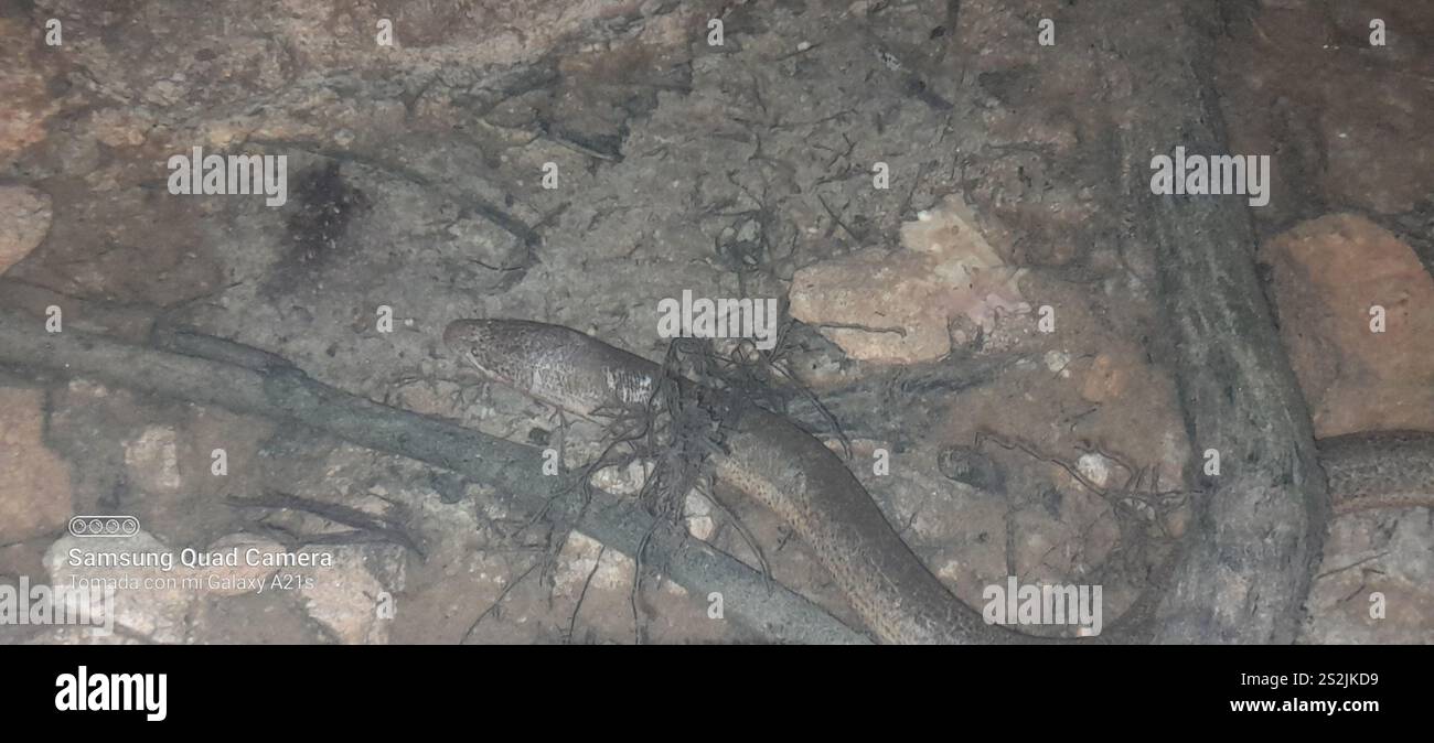 Marbled Swamp Eel (Synbranchus marmoratus Stock Photo - Alamy