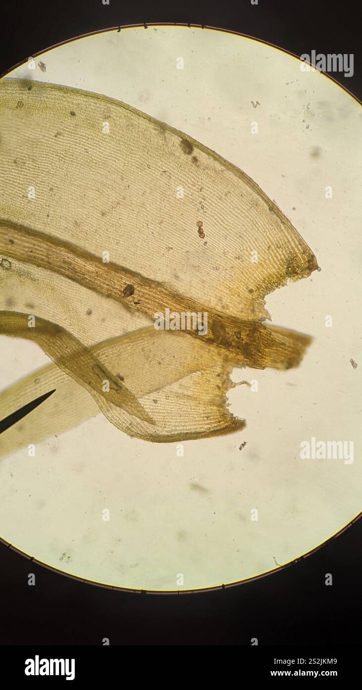 Yellow Fringe-moss (Racomitrium aciculare Stock Photo - Alamy