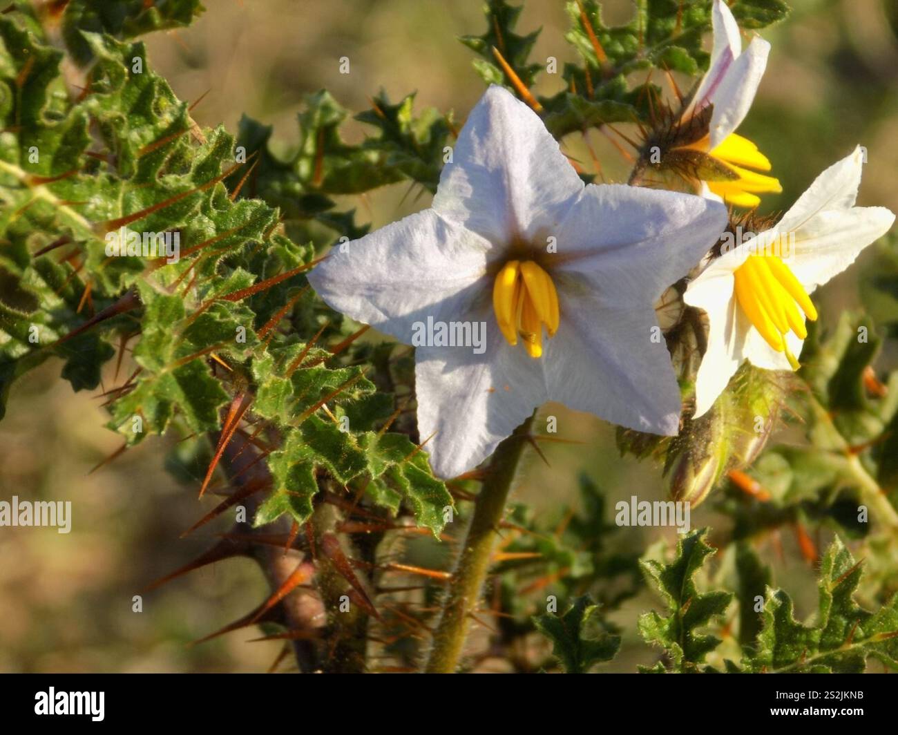Red Buffalo-bur (Solanum sisymbriifolium Stock Photo - Alamy