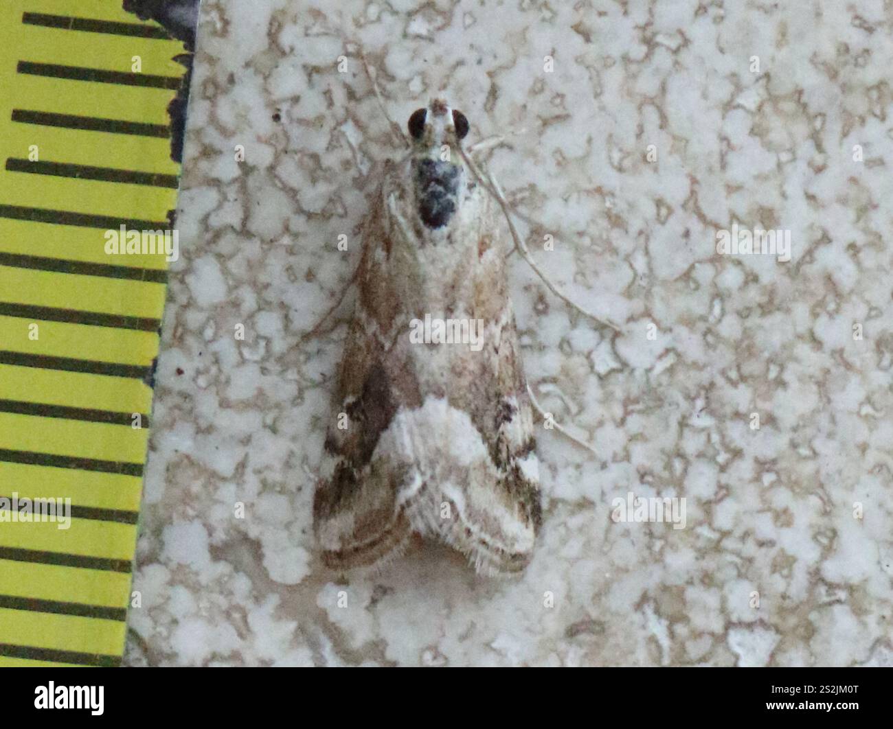 cabbage centre grub (Hellula hydralis Stock Photo - Alamy