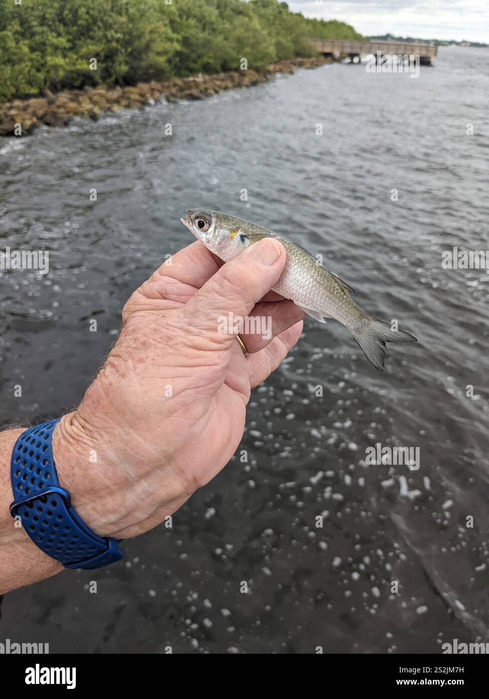 Common Mullets (Mugil Stock Photo - Alamy