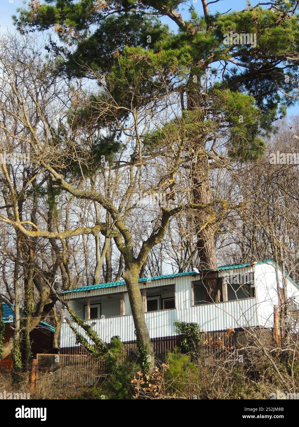 tree growing through veranda and roof of old poor bungalow, few poor ...