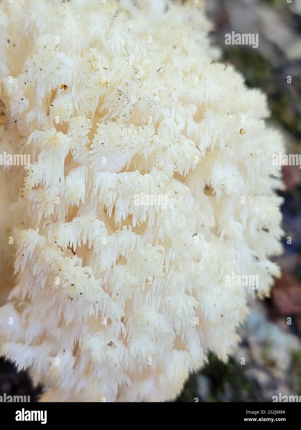 Coral tooth fungus (Hericium coralloides Stock Photo - Alamy