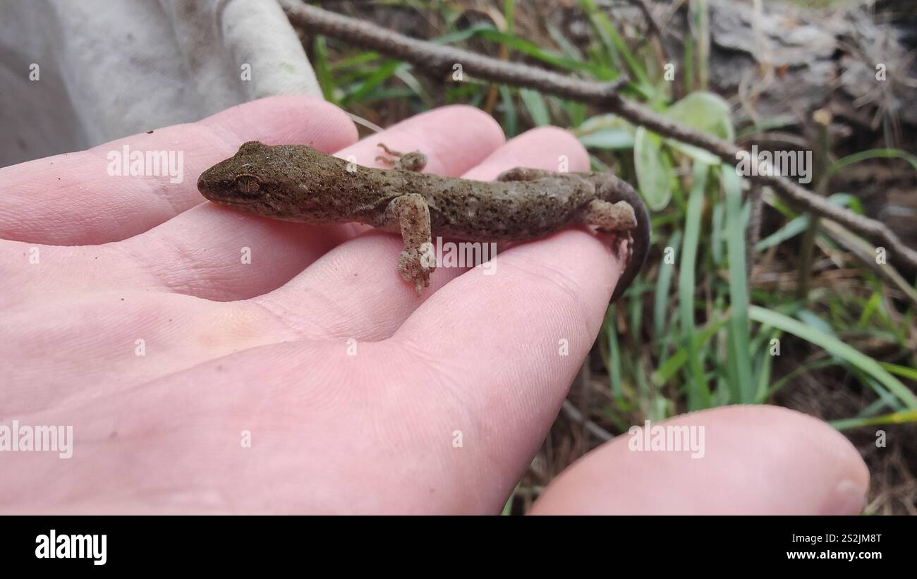 Waitaha Gecko (Woodworthia brunnea Stock Photo - Alamy