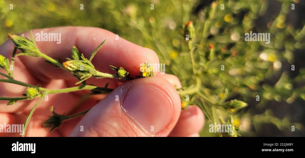 Stinkwort (Dittrichia graveolens Stock Photo - Alamy