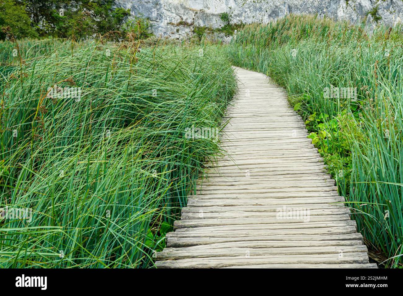 Wooden boardwalk hiking trail between long, thin, green swamp grass in ...