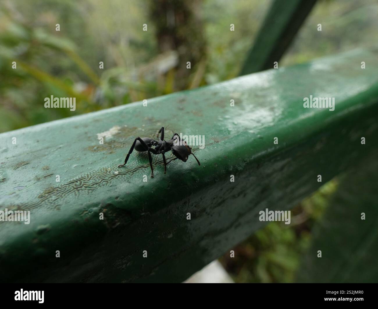 Common Giant Turtle Ant (Cephalotes atratus Stock Photo - Alamy