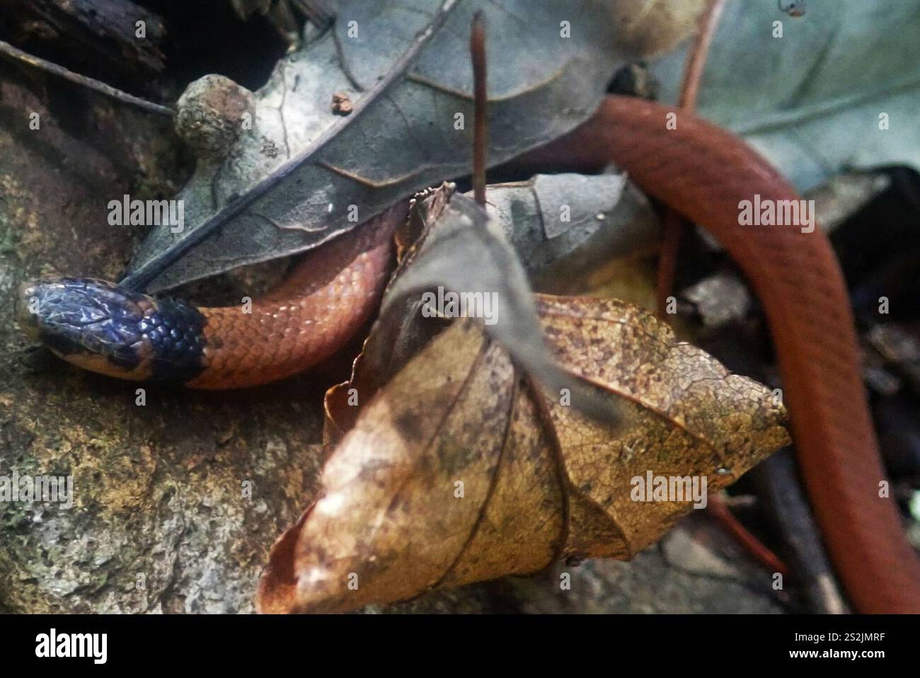 Cape Centipede-Eater (Aparallactus capensis Stock Photo - Alamy