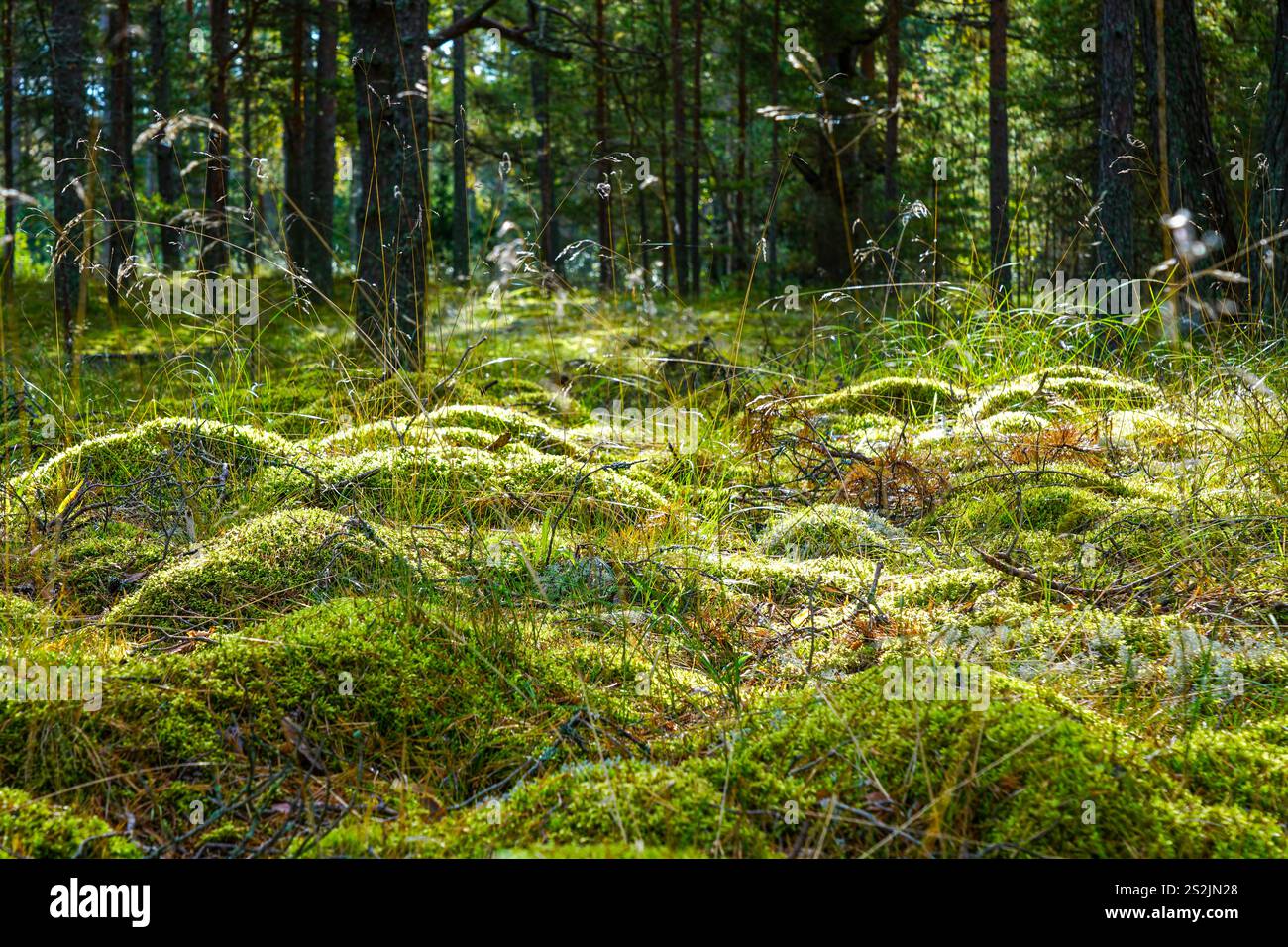 Beautiful Scenic Evergreen Pine Forest With Thick Layer Of Green Moss