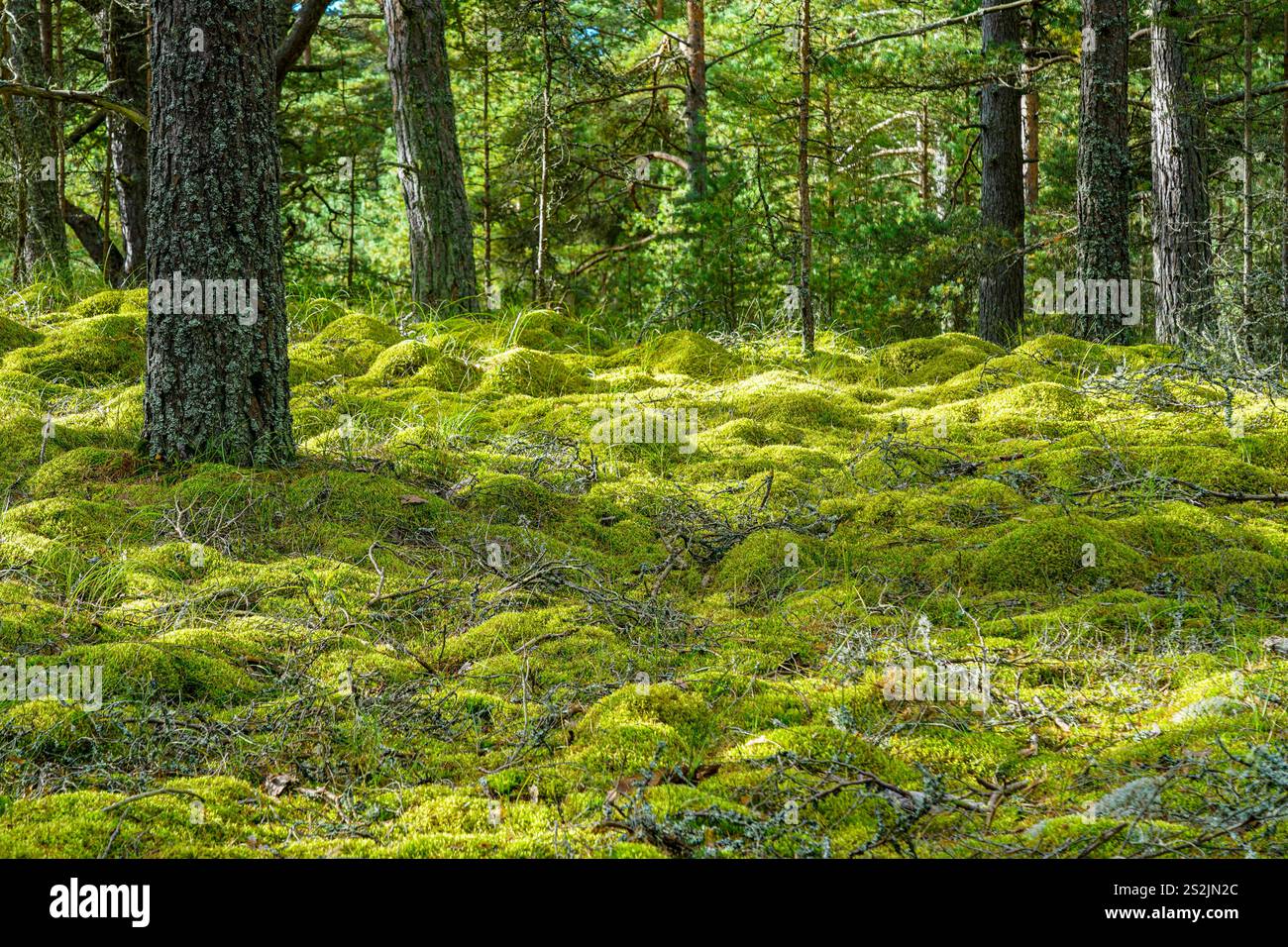 Beautiful Scenic Evergreen Pine Forest With Thick Layer Of Green Moss