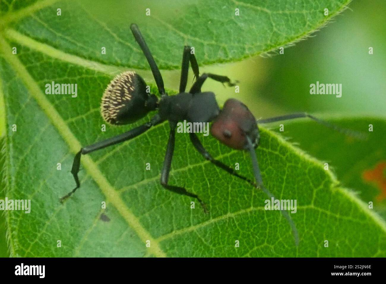 Granite Balbyter Ant (Camponotus brevisetosus Stock Photo - Alamy