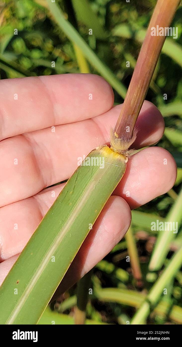 sugarcane plumegrass (Erianthus giganteus Stock Photo - Alamy