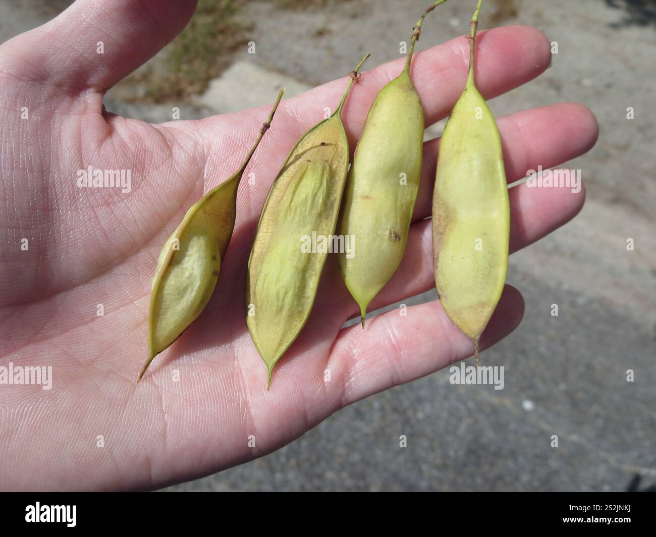 Bladder Pod (Sesbania vesicaria Stock Photo - Alamy