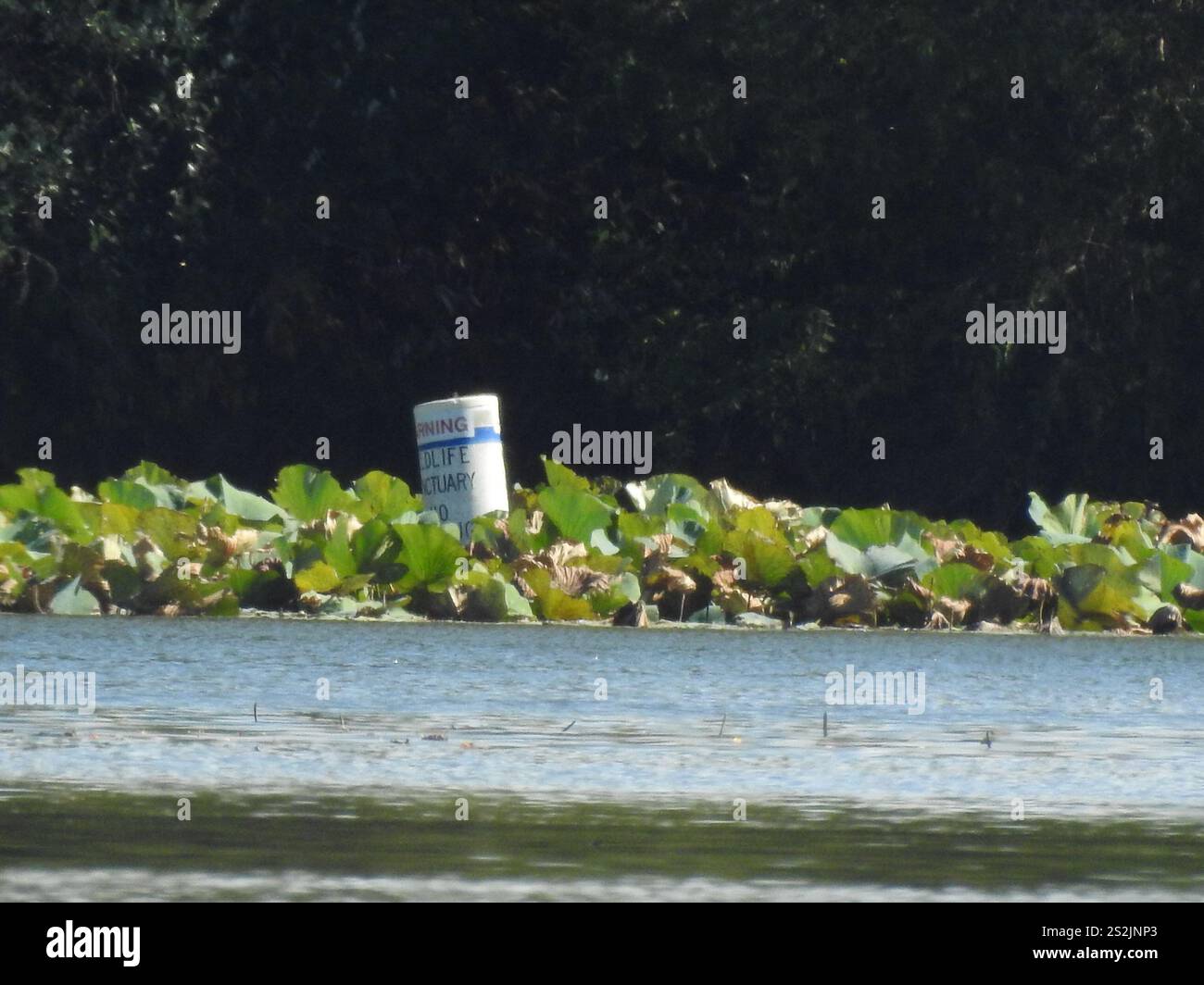 American lotus (Nelumbo lutea Stock Photo - Alamy