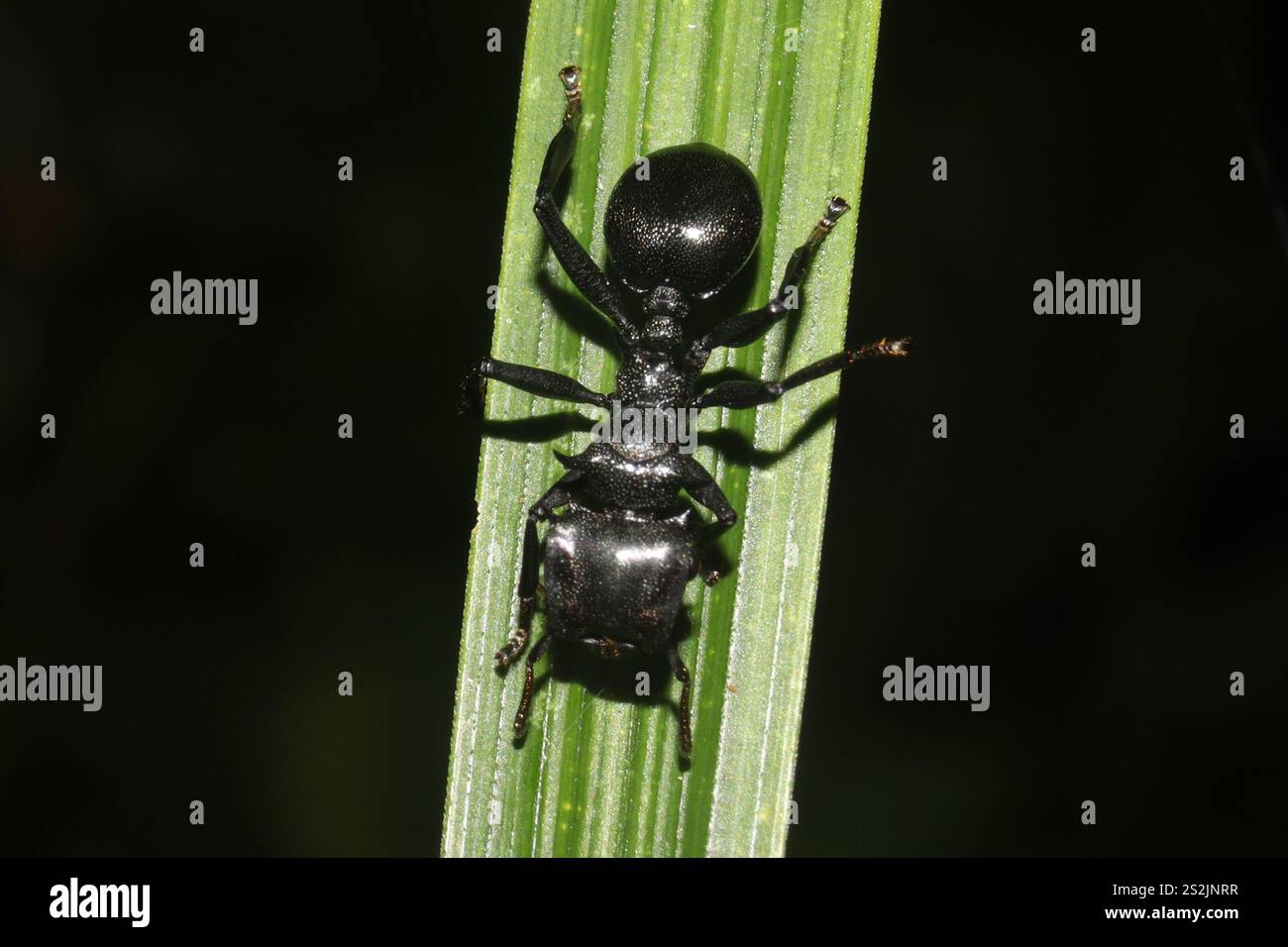 Common Giant Turtle Ant (Cephalotes atratus Stock Photo - Alamy