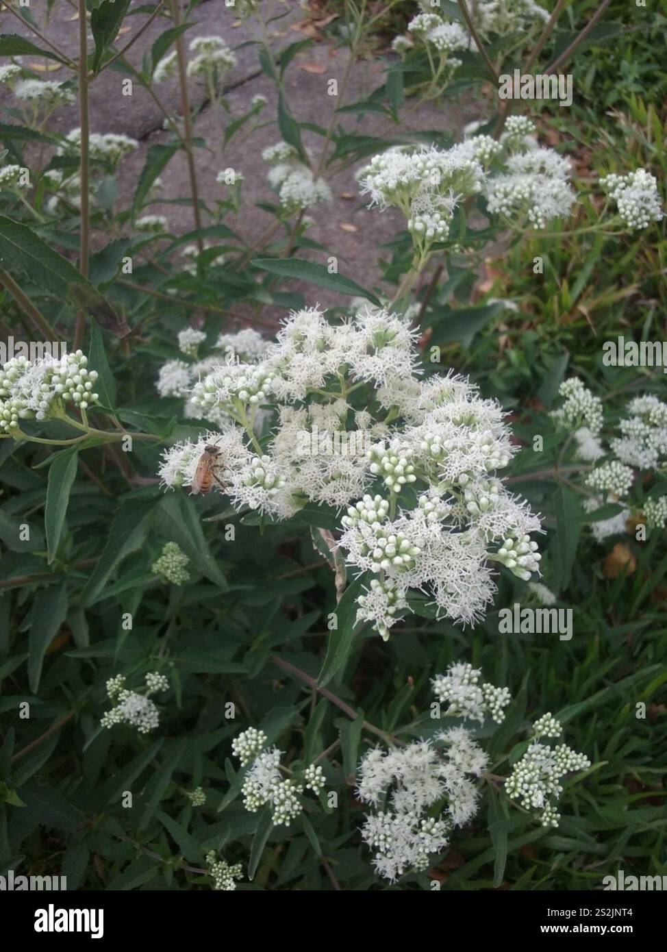 Whiteweed (Austroeupatorium inulifolium Stock Photo - Alamy