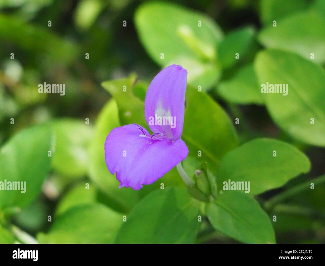 dye foldwing (Dicliptera tinctoria Stock Photo - Alamy