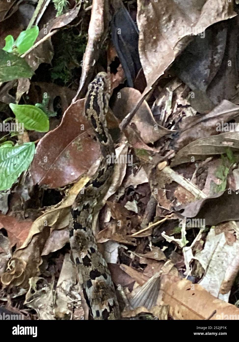 False Fer-de-lance (Xenodon rabdocephalus Stock Photo - Alamy