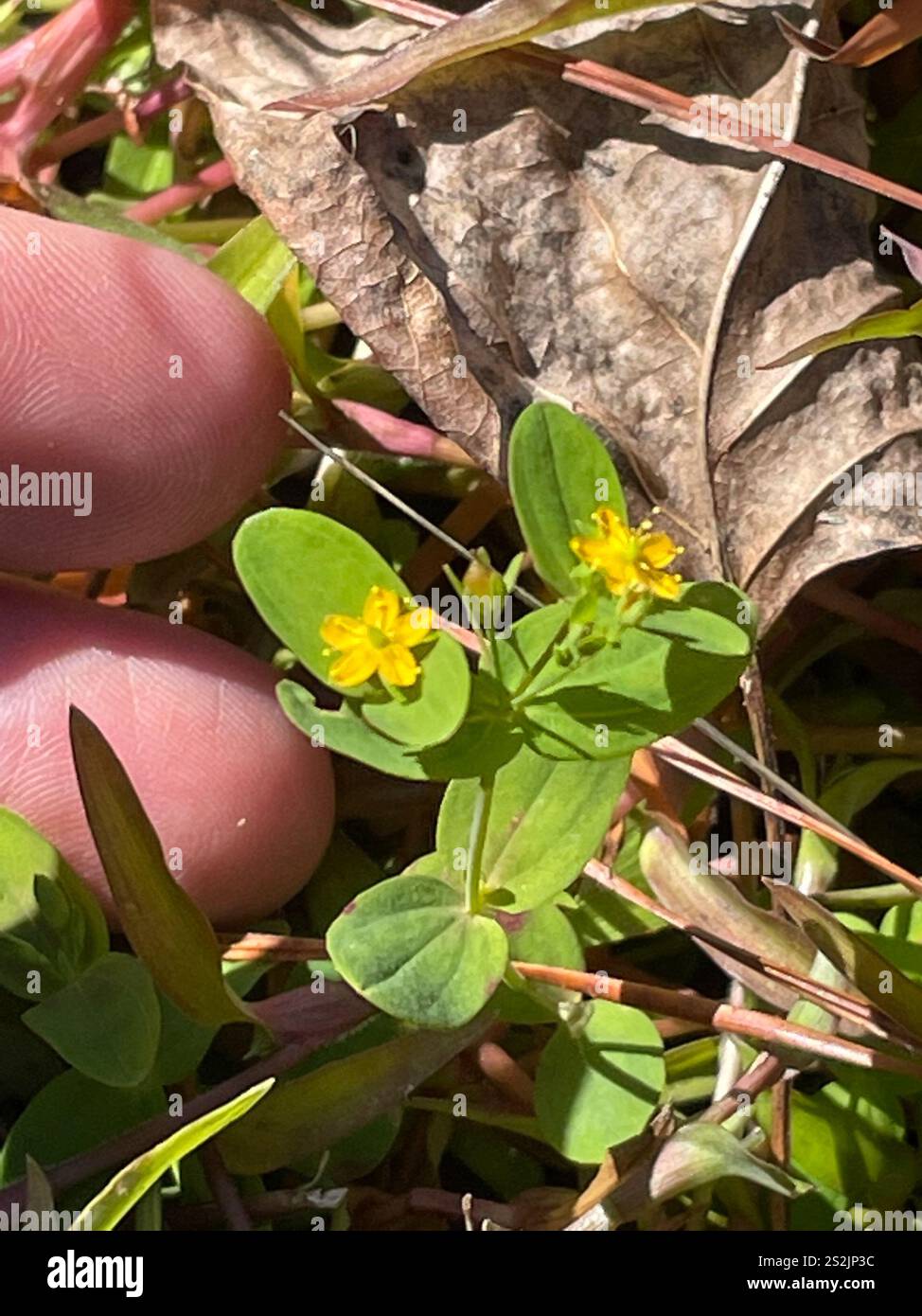 Dwarf St. John's Wort (Hypericum mutilum Stock Photo - Alamy