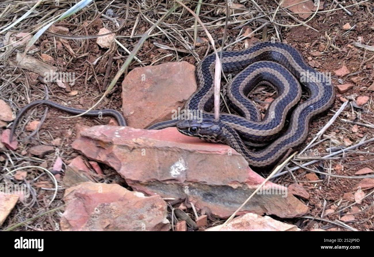Cross-marked Sand Snake (Psammophis crucifer Stock Photo - Alamy
