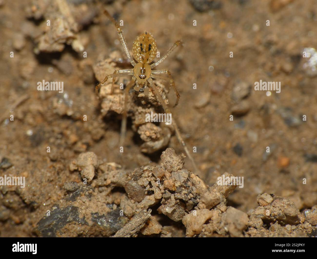 Mirror-ball Spiders (Thwaitesia Stock Photo - Alamy