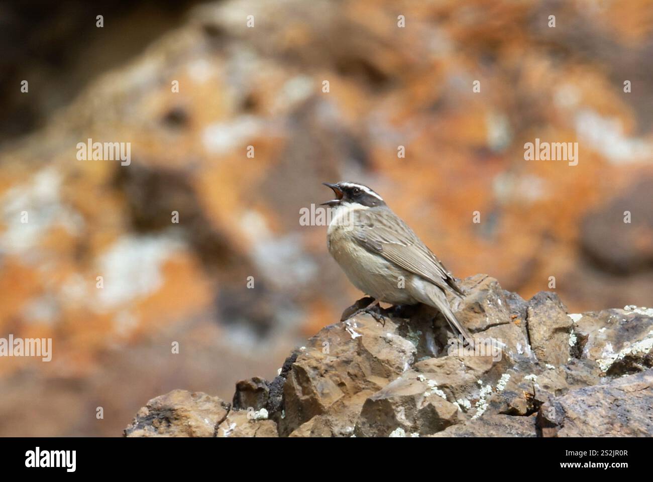 Brown accentor prunella fulvescens hi-res stock photography and images ...