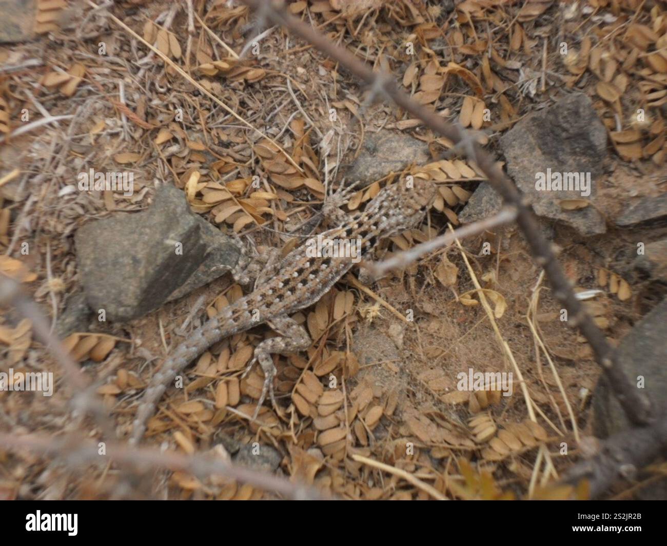 Bahia Blanca Smooth-throated Lizard (Liolaemus darwinii Stock Photo - Alamy