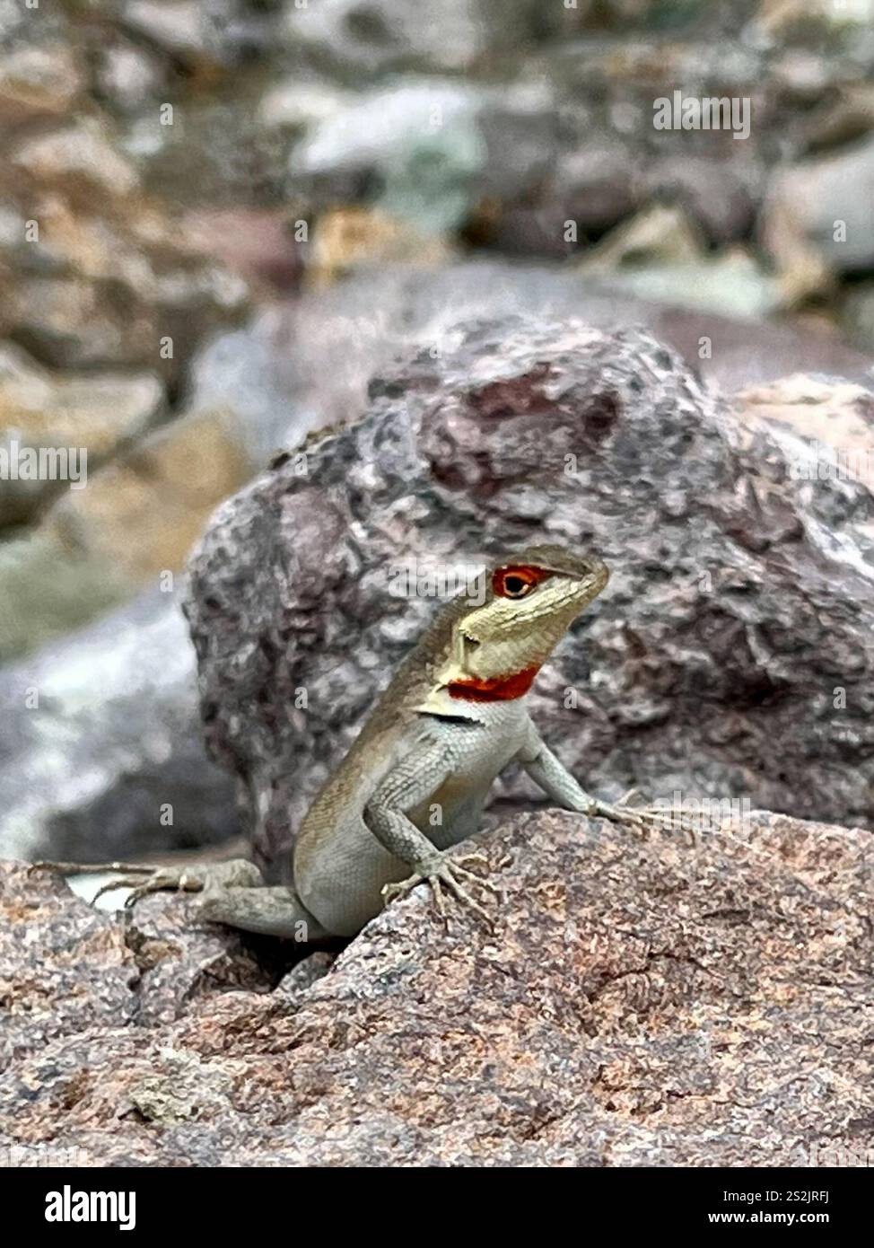 Neotropical ground lizards hi-res stock photography and images - Alamy