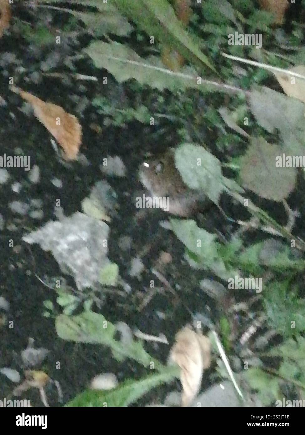 Mice, Rats, and Hamsters (Myomorpha Stock Photo - Alamy