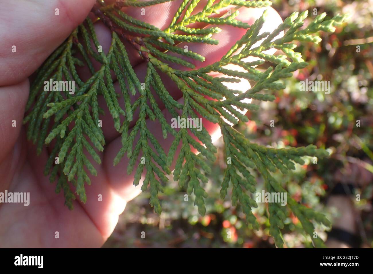 Alaska yellow cedar (Callitropsis nootkatensis Stock Photo - Alamy
