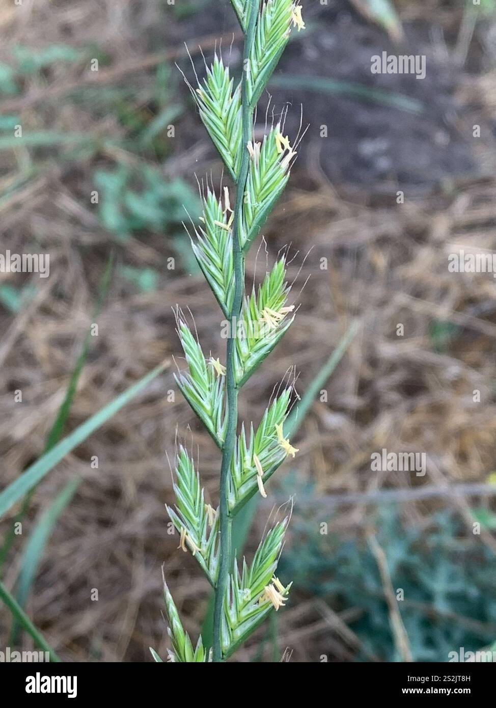 Lolium multiflorum hi-res stock photography and images - Alamy