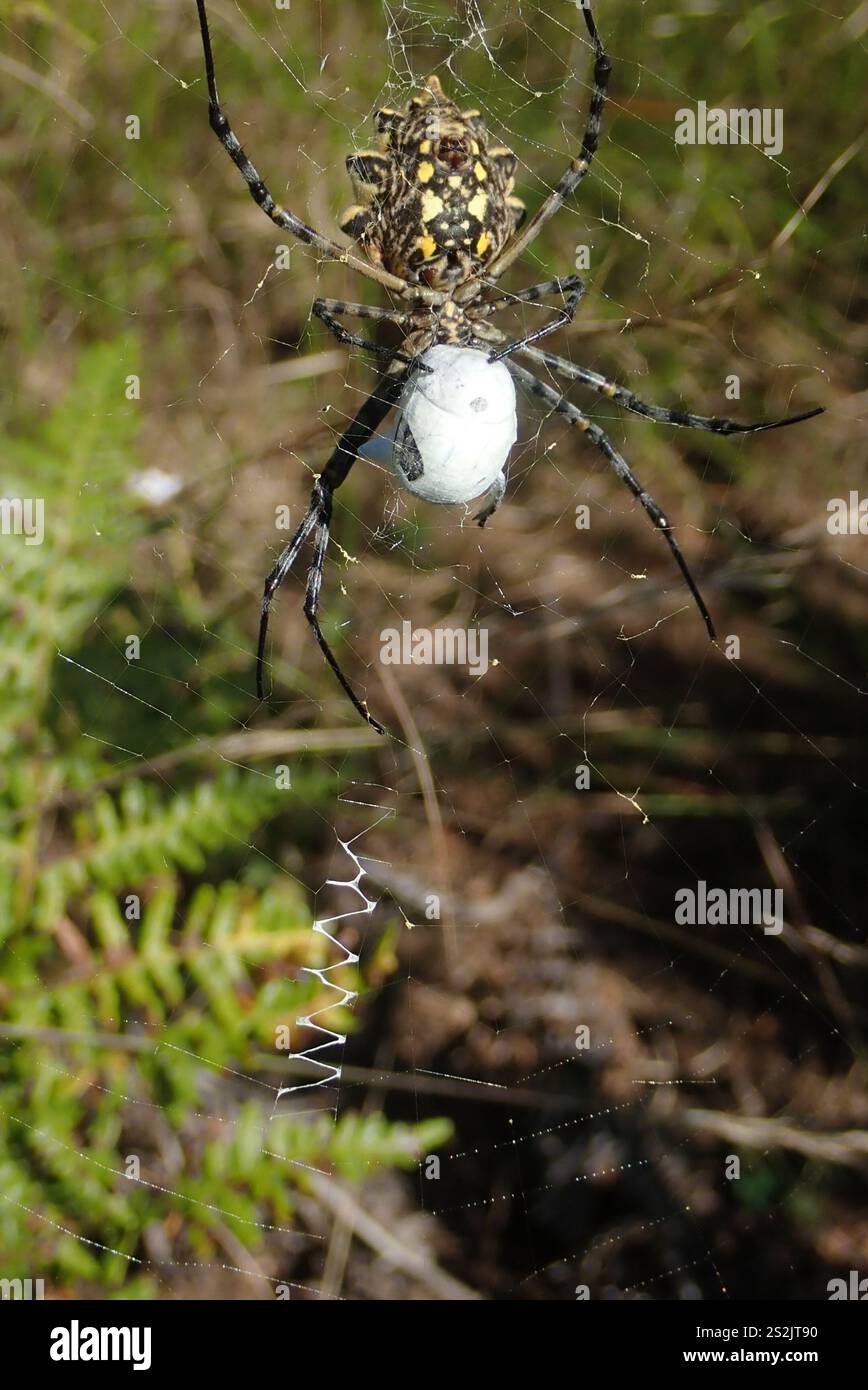 Common Garden Orbweb Spider (Argiope australis Stock Photo - Alamy