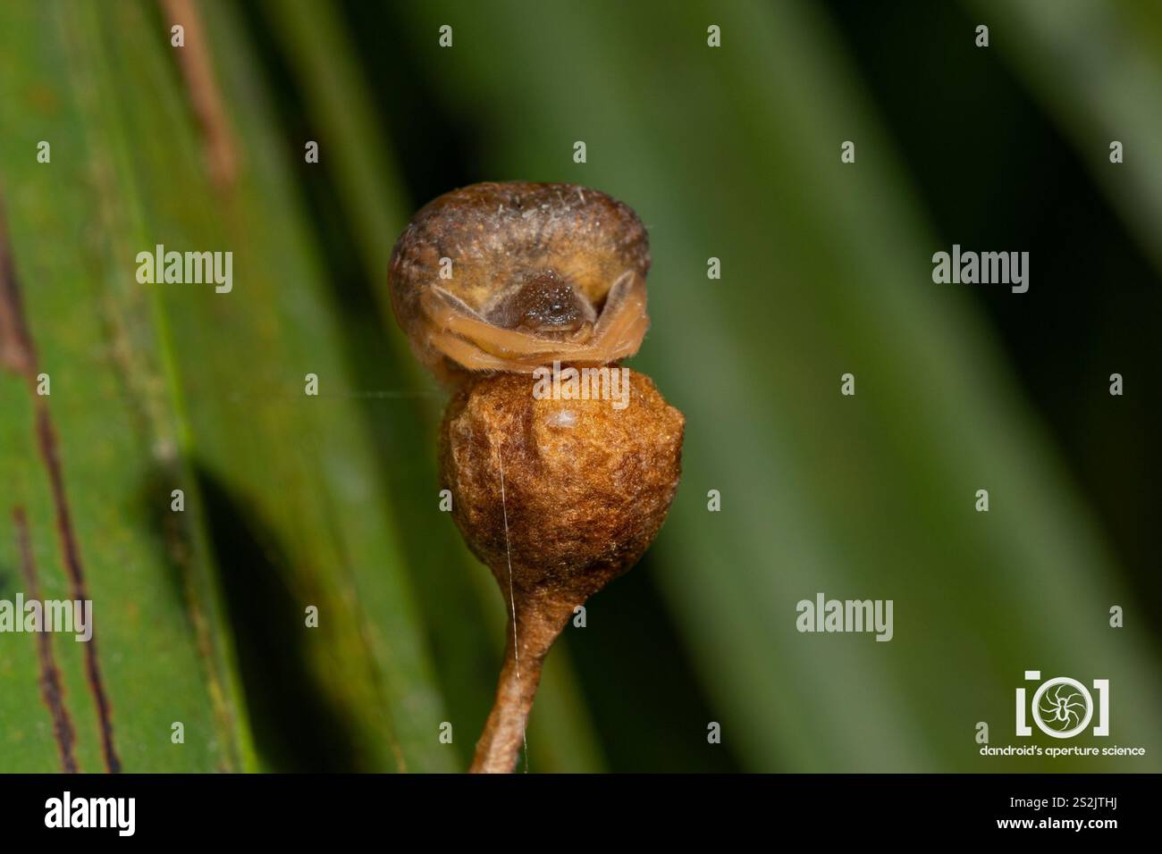 American Bolas Spiders (Mastophora Stock Photo - Alamy