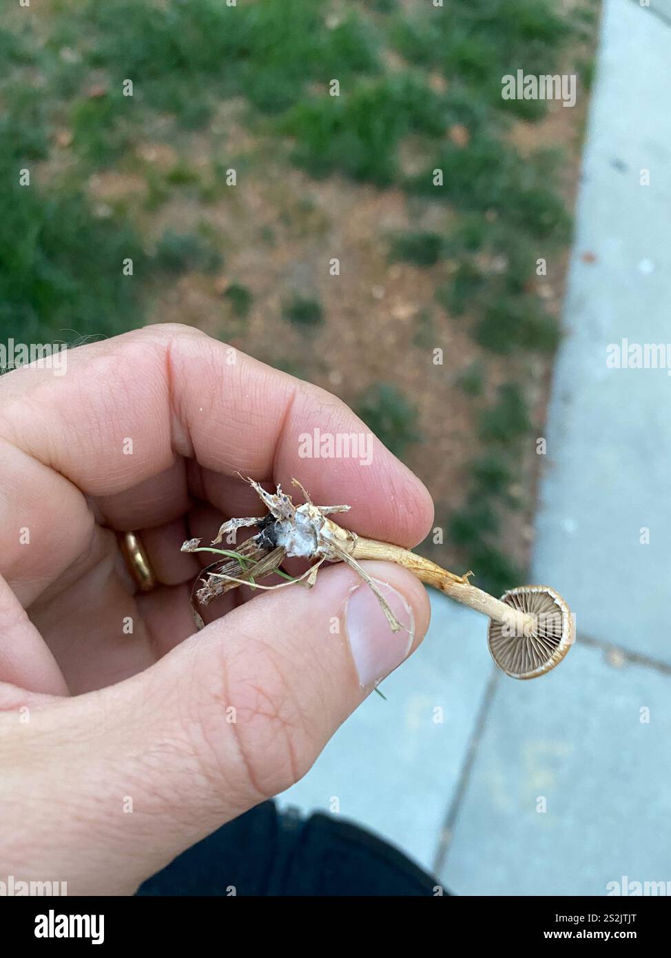 Common Fieldcap (Agrocybe pediades Stock Photo - Alamy