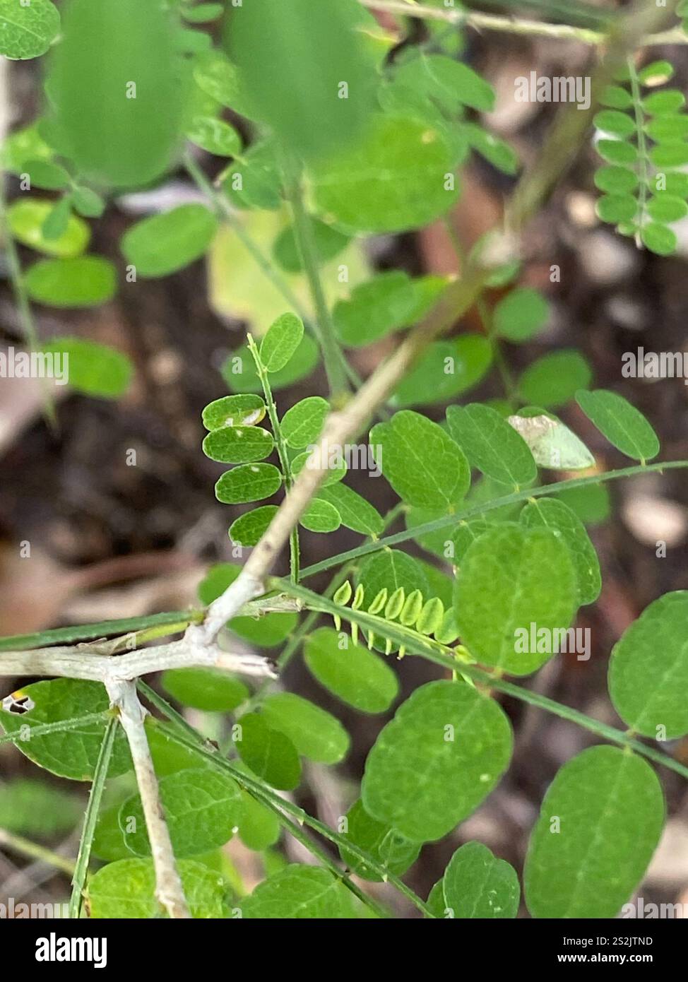 Texas Kidneywood (Eysenhardtia texana Stock Photo - Alamy