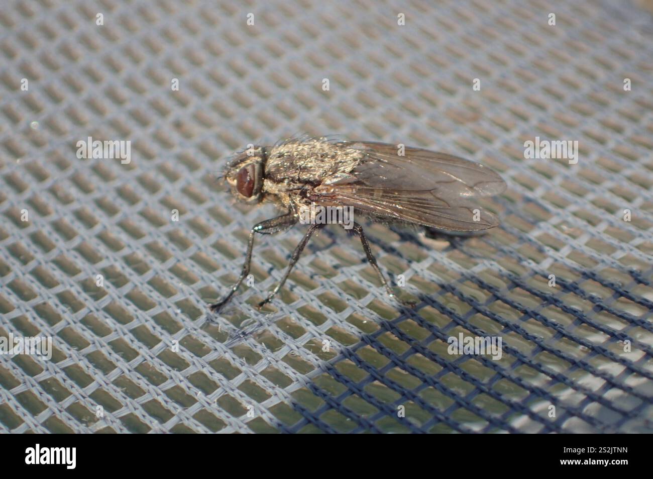 Cluster Flies (Pollenia Stock Photo - Alamy