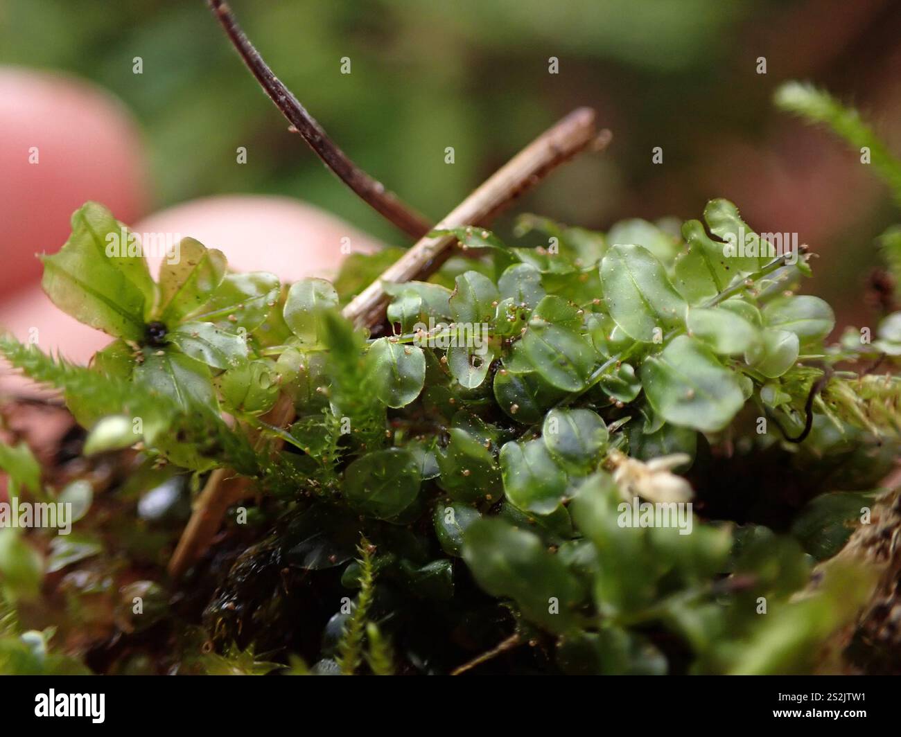 Long-beaked Thyme-moss (Plagiomnium rostratum Stock Photo - Alamy