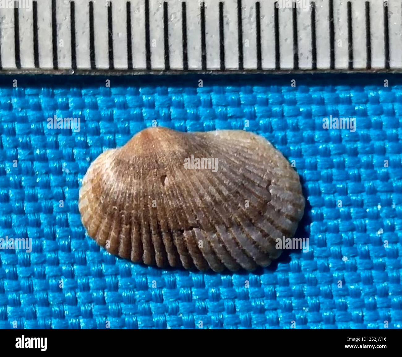 Transverse Ark (Anadara transversa Stock Photo - Alamy